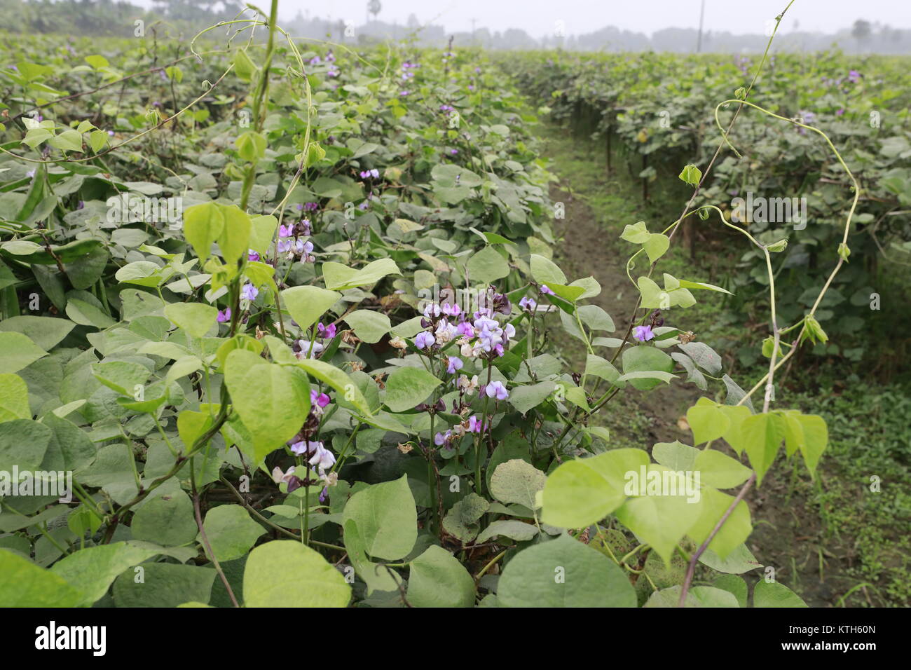 Bangladeshi vegetable cultivation hi-res stock photography and images ...