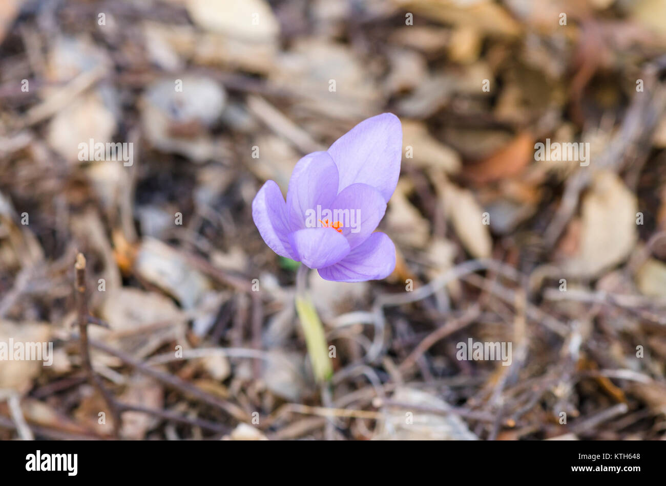 Late crocus, Crocus serotinus, Andlausia, Spain Stock Photo - Alamy