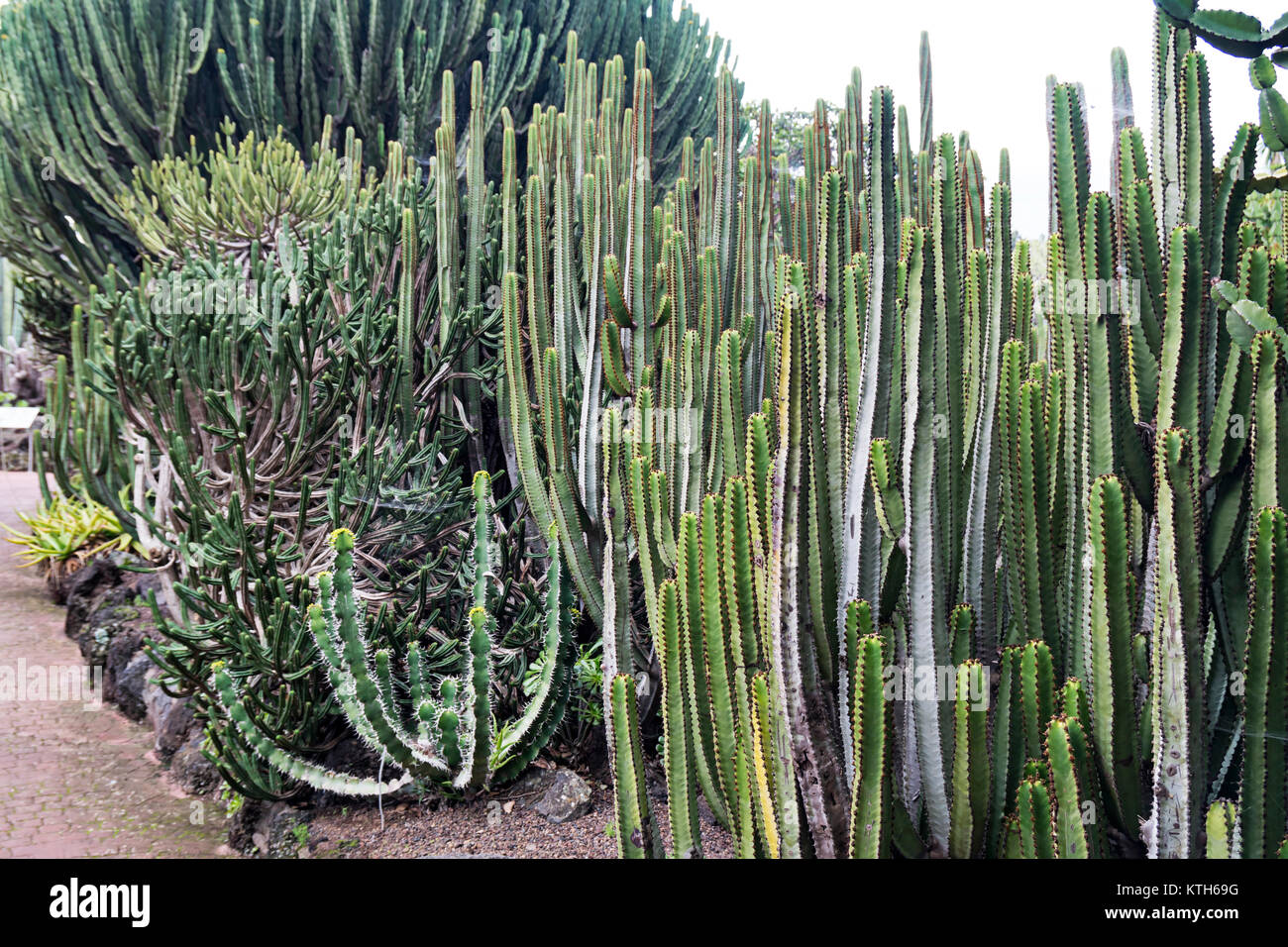 DETAIL VIEW OF THE CARDON CACTUS Stock Photo - Alamy