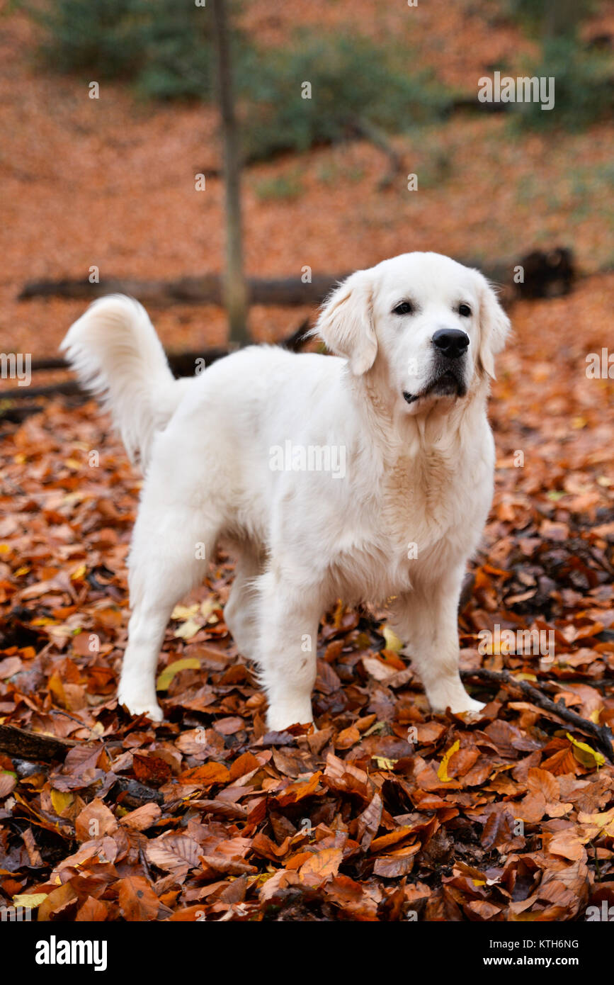 A dog playing outdoors in a forest in fall season Stock Photo - Alamy