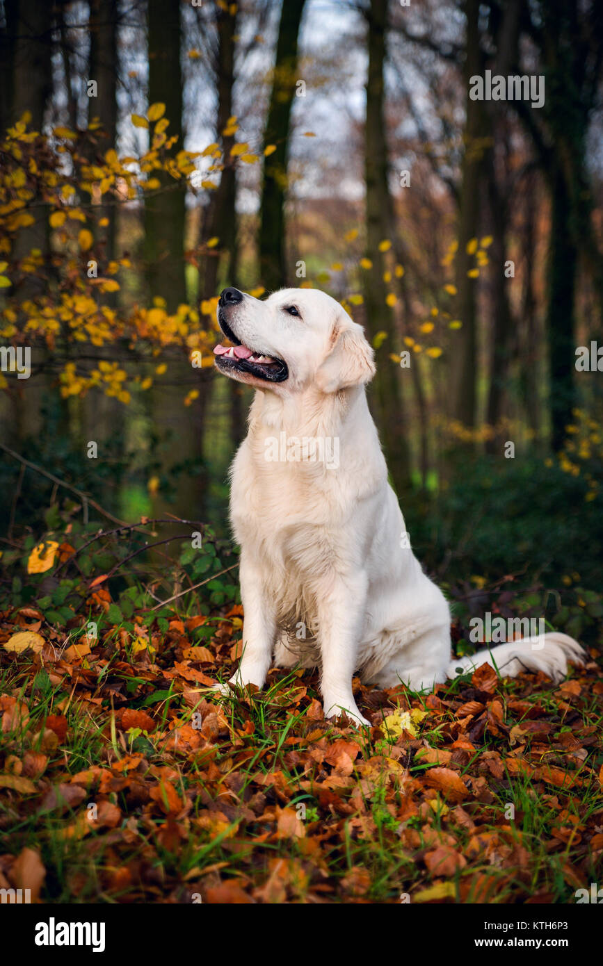 A dog playing outdoors in a forest in fall season Stock Photo - Alamy