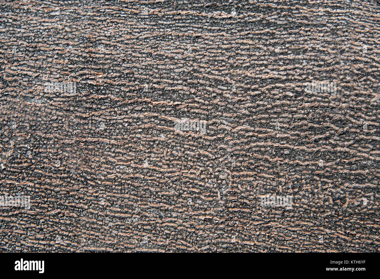 Texture and background of Mimosa tree Stock Photo - Alamy