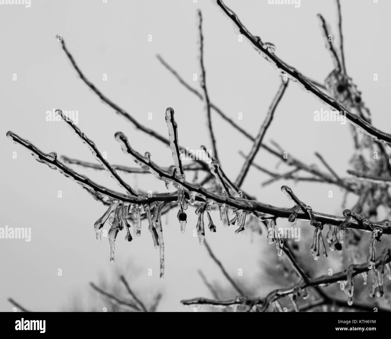 Tree ice storm Black and White Stock Photos & Images - Alamy