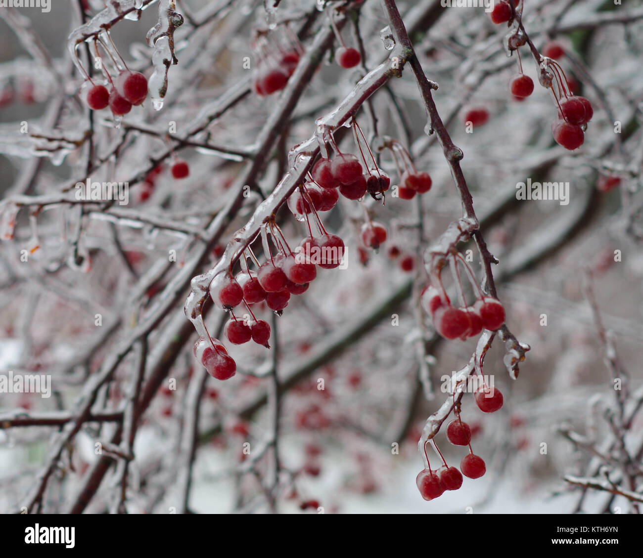 Frozen icicle hi-res stock photography and images - Alamy