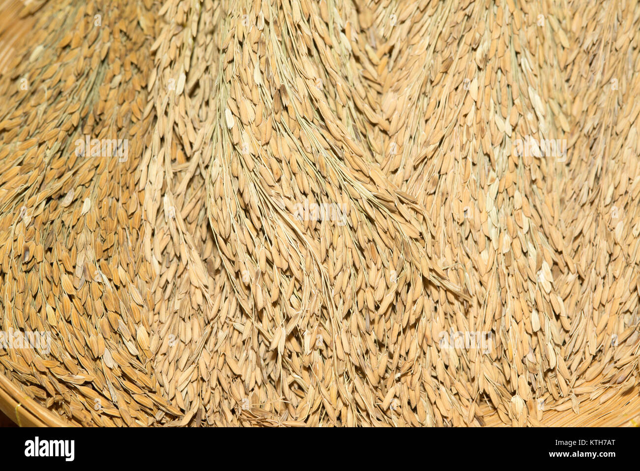 Rice grain yellow jasmine ripe rice Stock Photo - Alamy