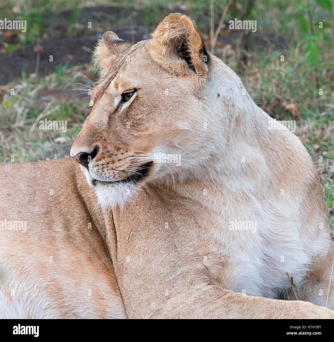 Single lioness (Panthera leo) lying down looking behind in Maasai Mara ...