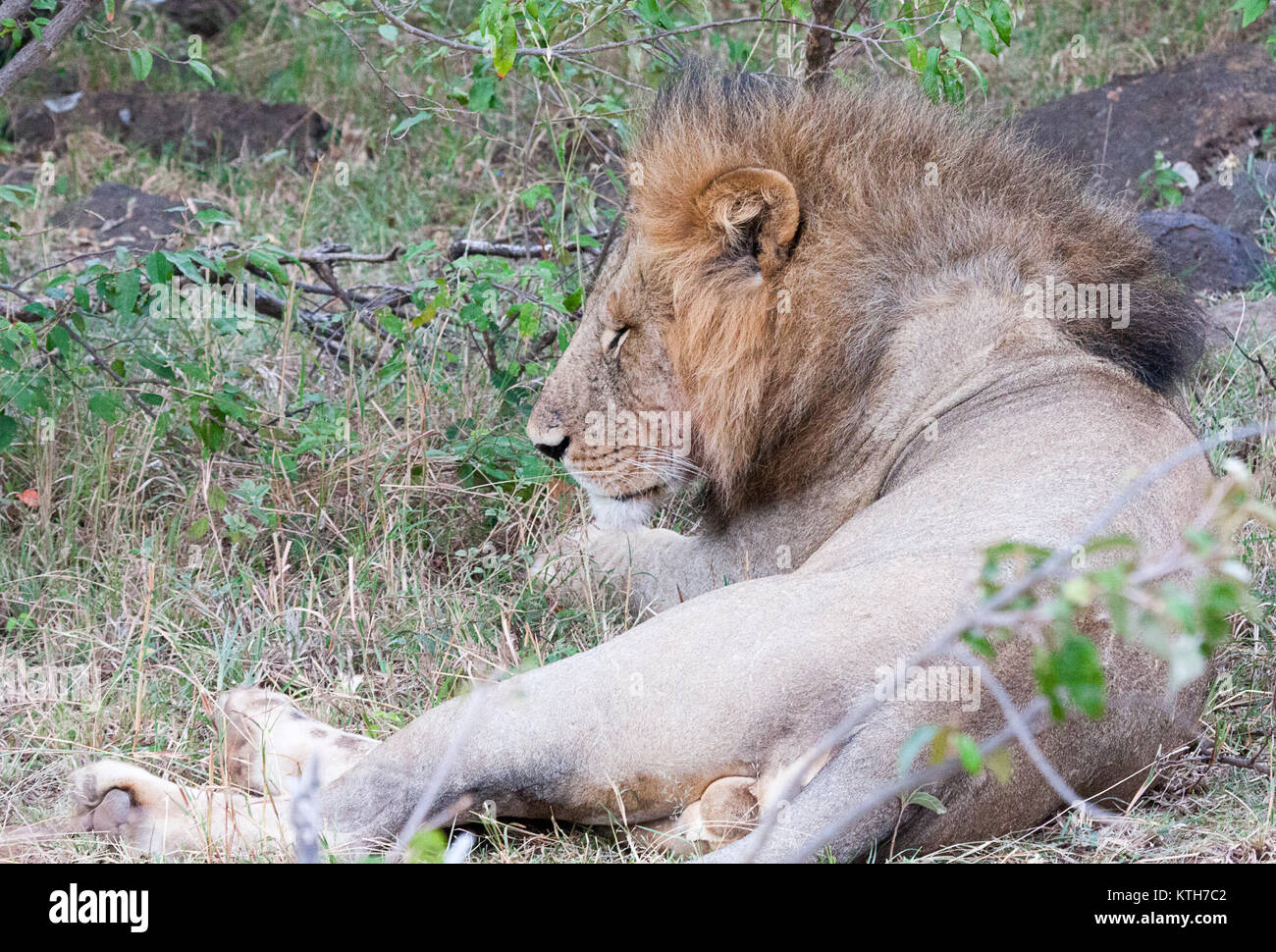 Single Male Lion Panthera Leo Lying Down With Eyes Closed At Maasai Mara National Park Kenya
