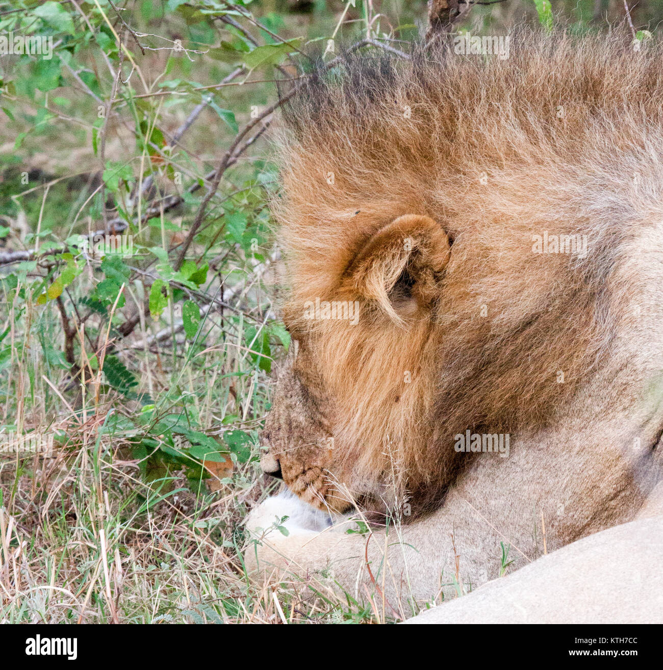 Lion Legs Stock Photos & Lion Legs Stock Images - Alamy