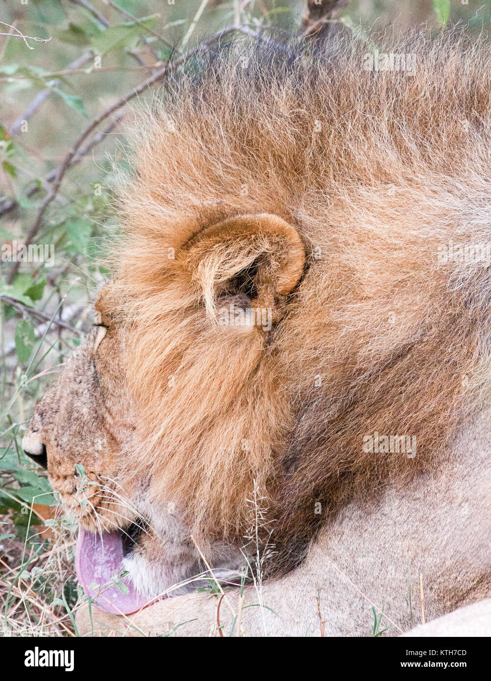Single male lion (Panthera leo) lying down licking front legs at Maasai ...
