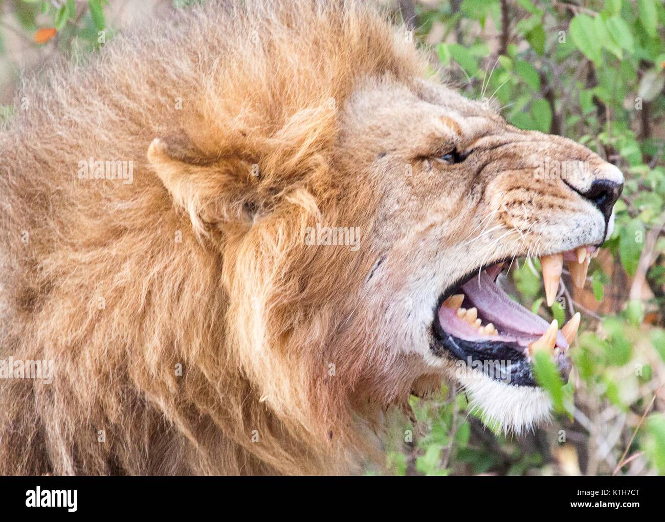 Male lion showing teeth hi-res stock photography and images - Alamy