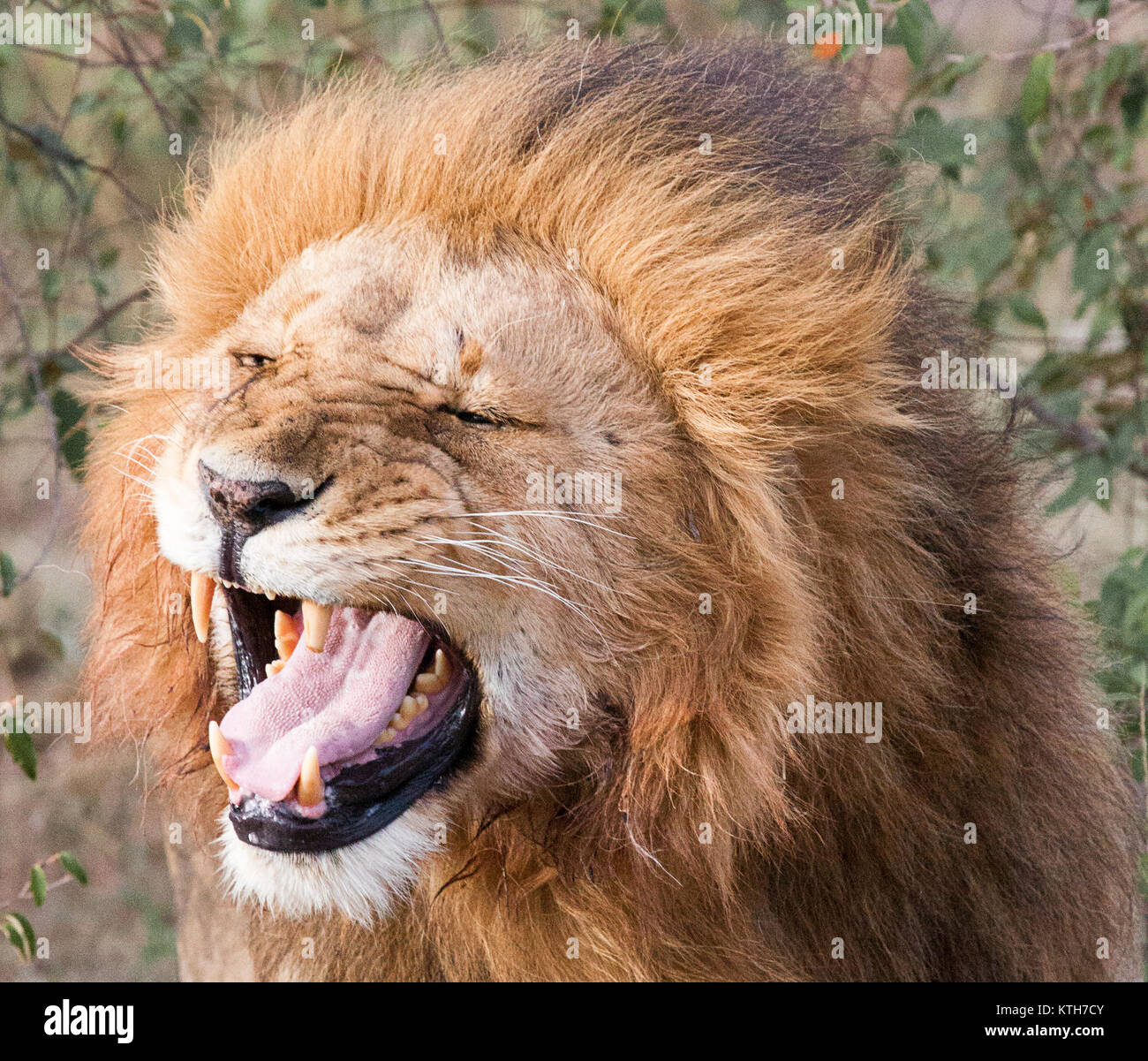 Single male lion (Panthera leo) roaring, showing sharp teeth at Maasai ...