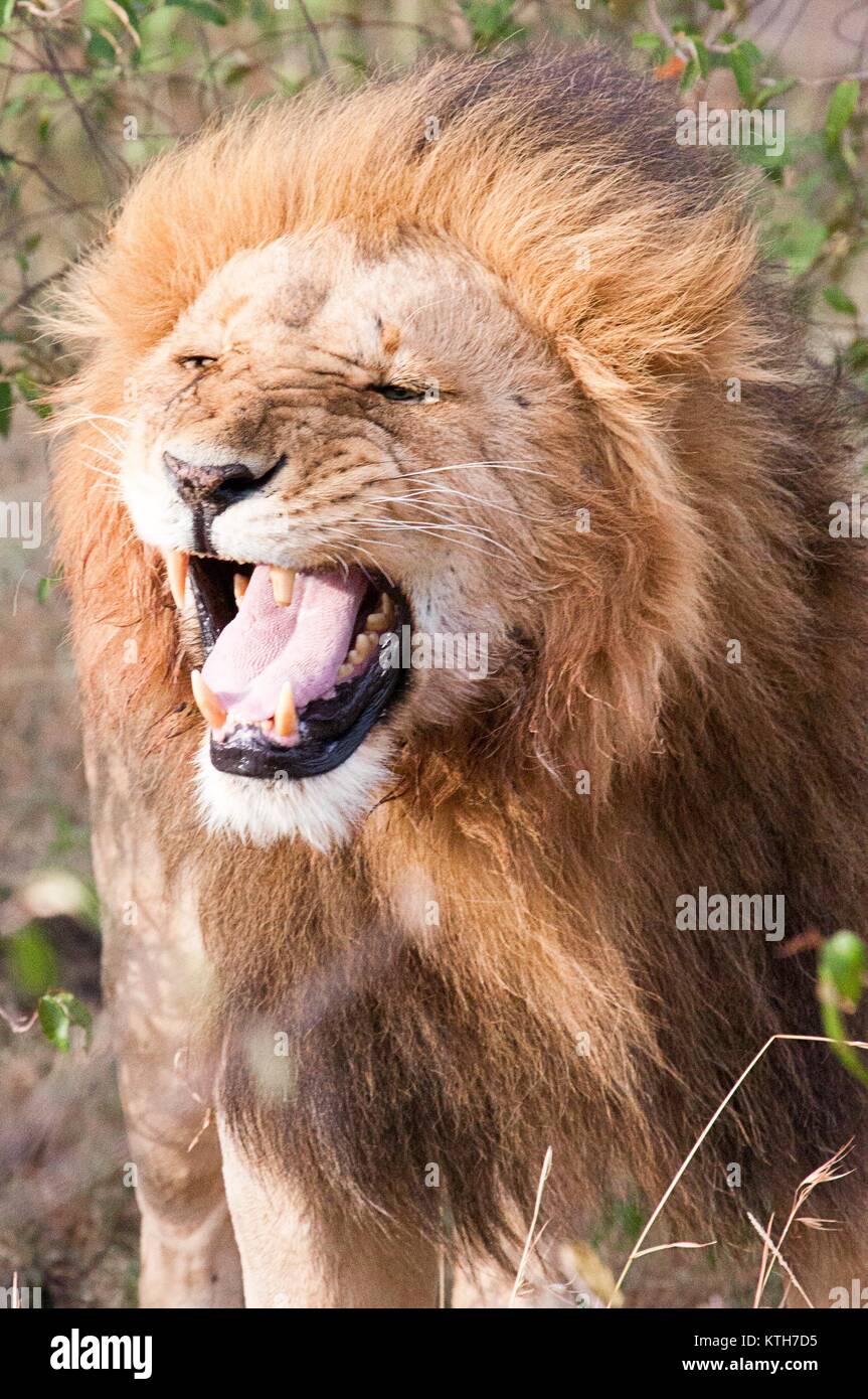 Single male lion (Panthera leo) with mouth open during flehmen response ...
