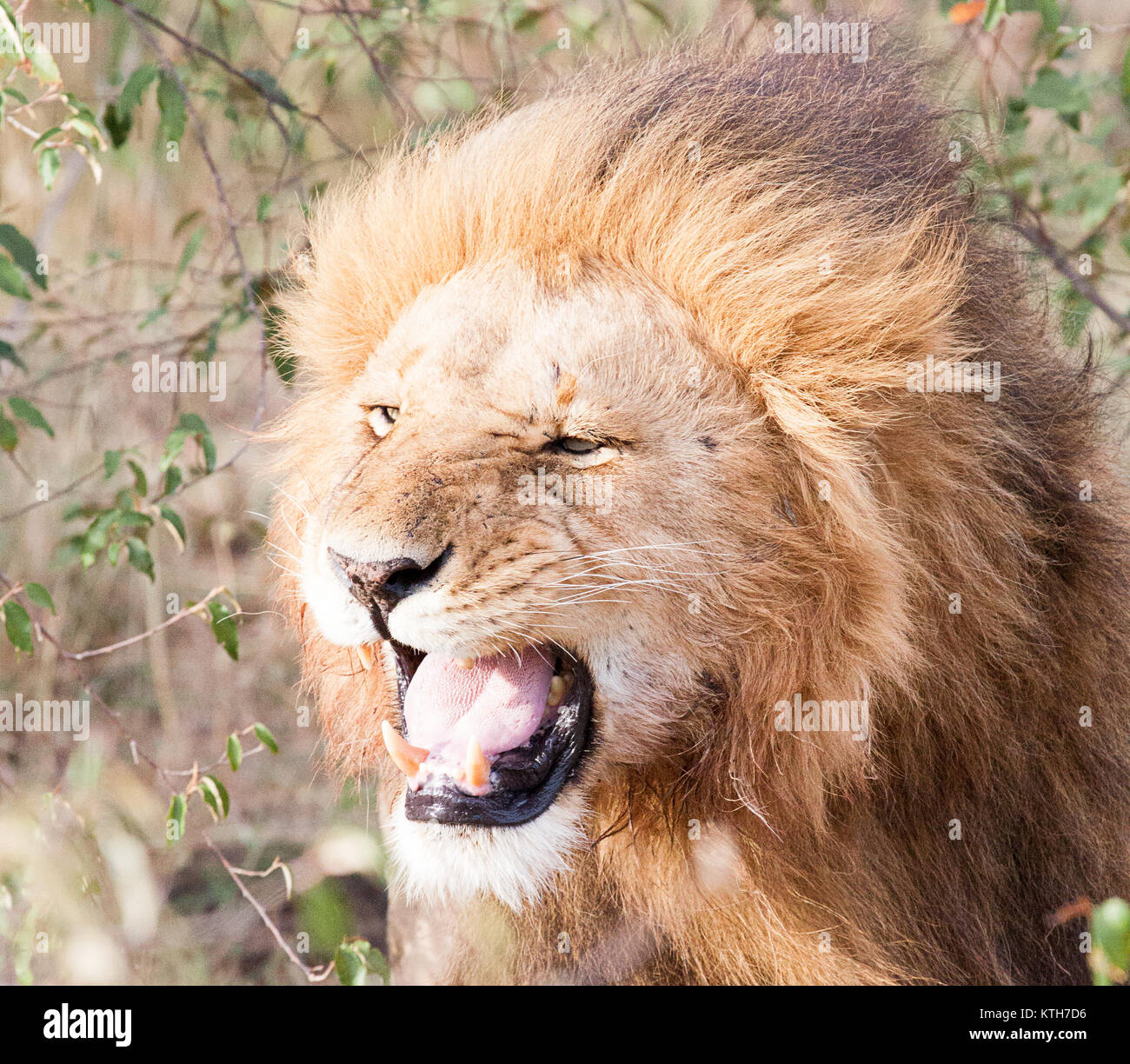 Single male lion (Panthera leo) showing flehmen response in Maasai Mara ...