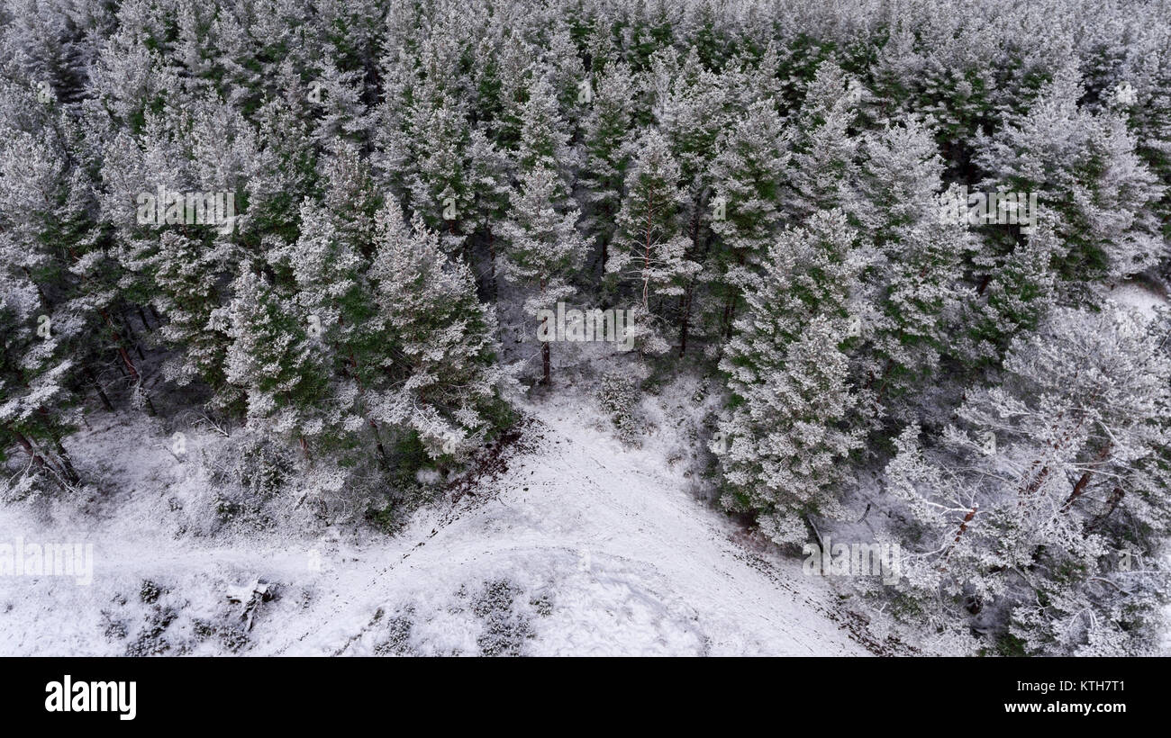 Aerial top view pines winter hi-res stock photography and images - Alamy