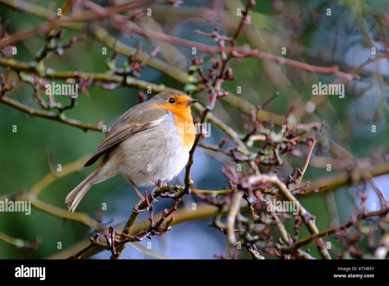 A beautiful European robin tweeting on a tree branch in back garden ...