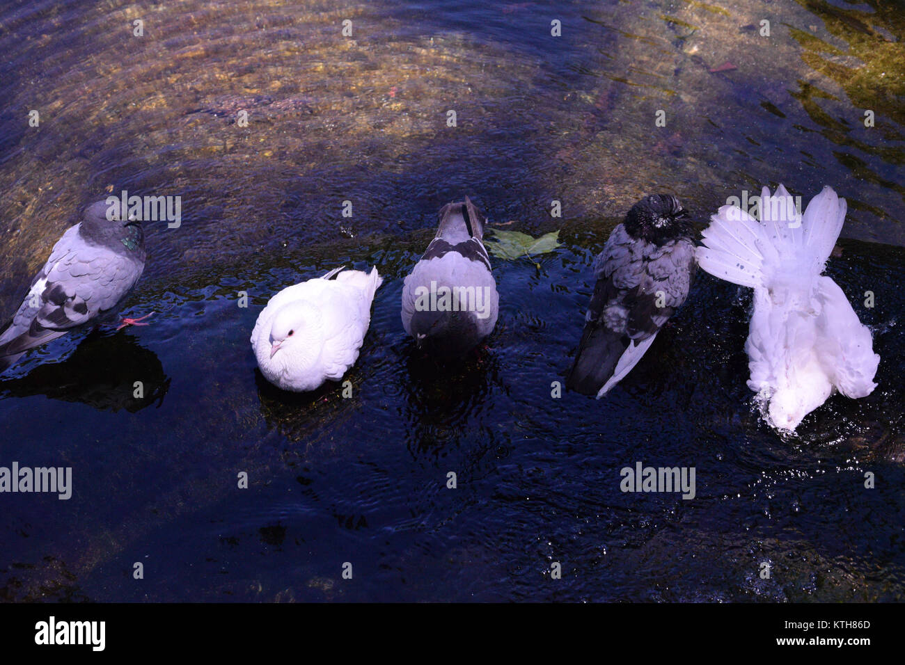 Dove gang hi-res stock photography and images - Alamy