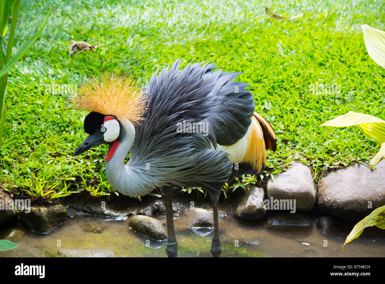 Grey Crowned Crane Stock Photo - Alamy