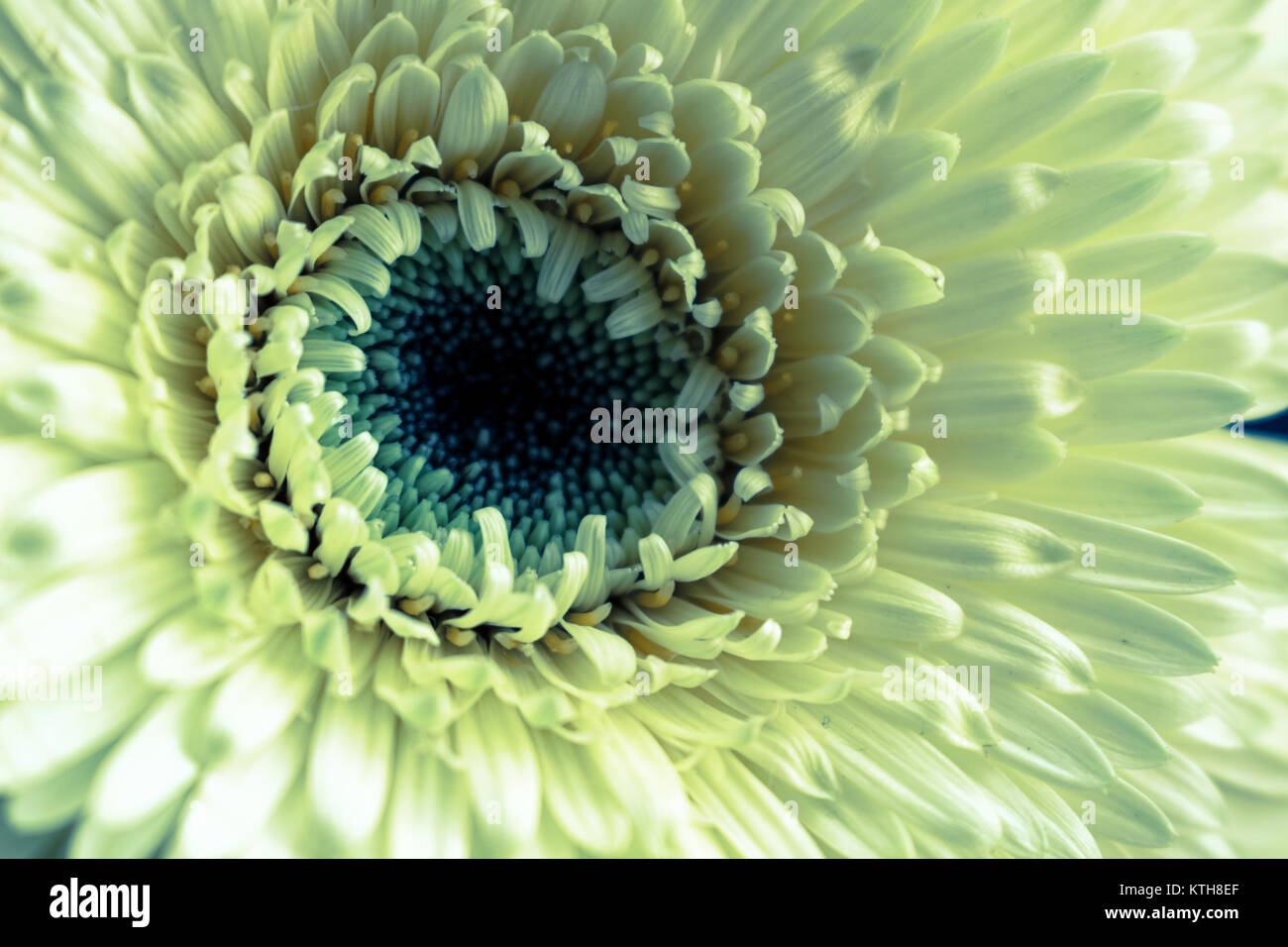 Gerber. Beautiful blooming flower. Natural décor. Macro Stock Photo - Alamy