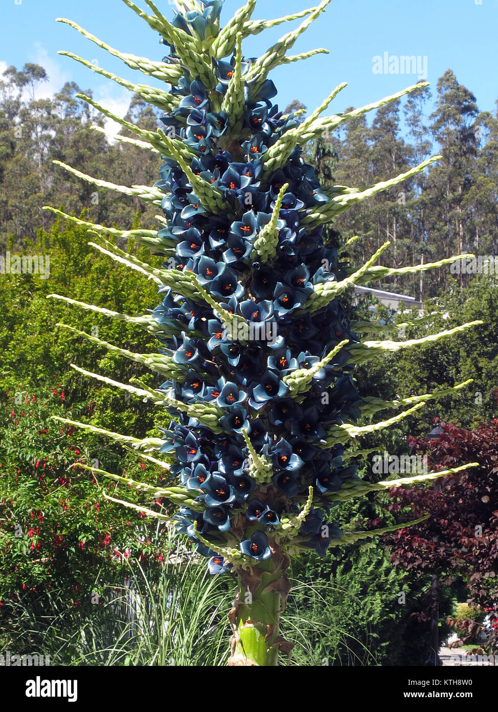 Puya chilensis, chagual Stock Photo - Alamy