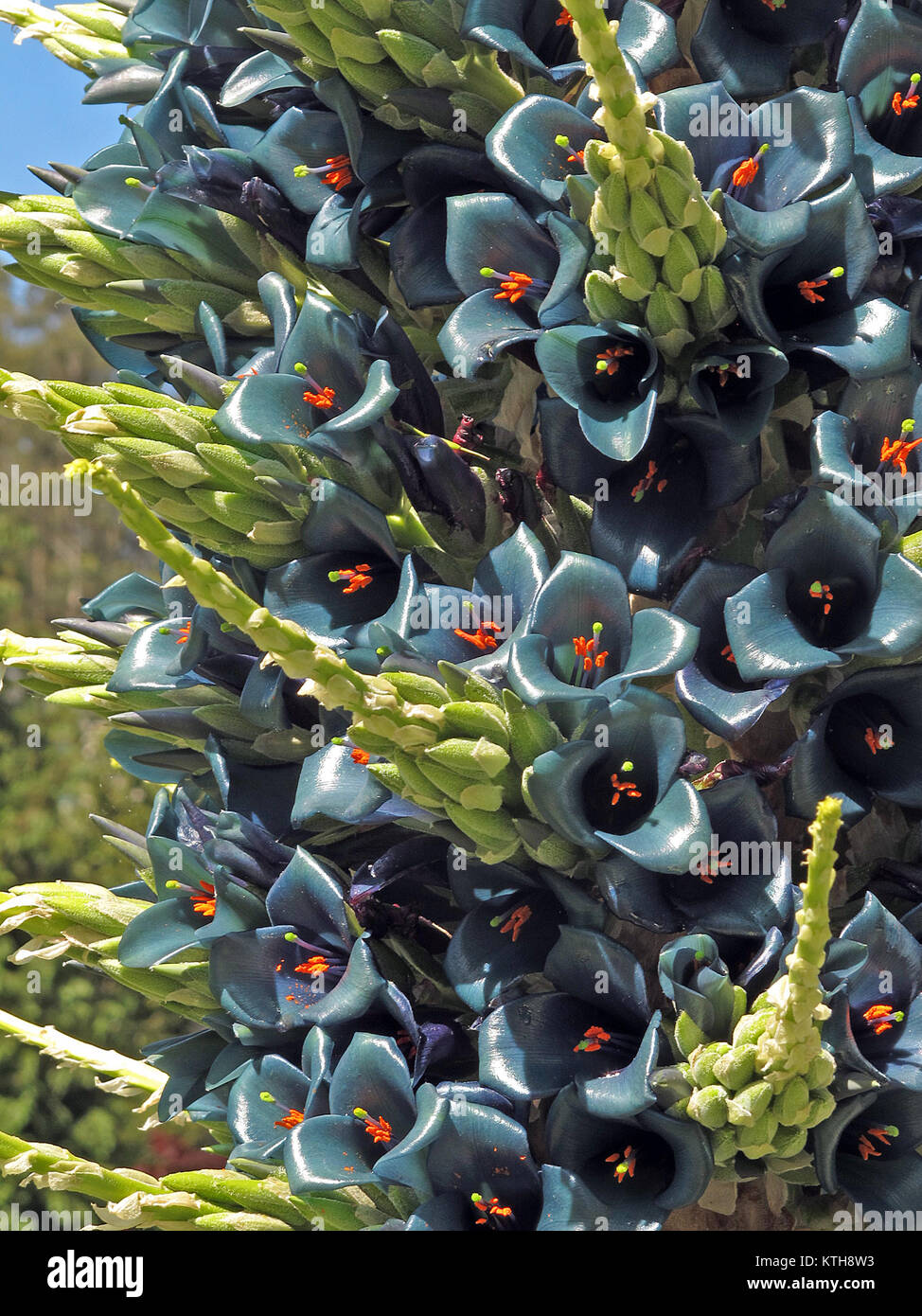 Puya chilensis hi-res stock photography and images - Alamy