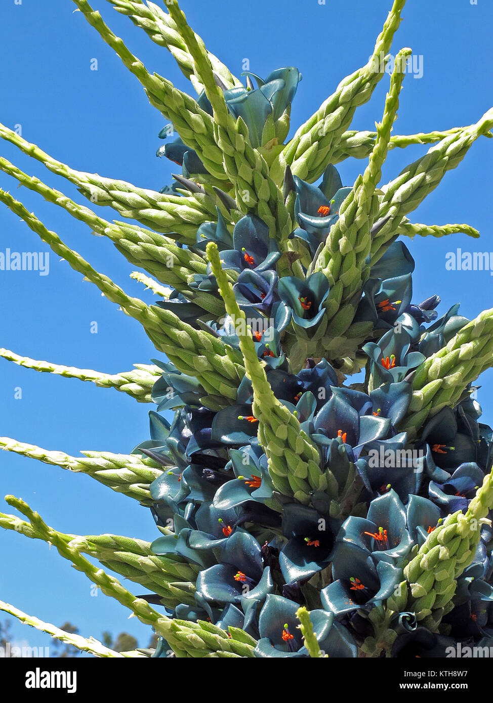 Puya chilensis, chagual Stock Photo - Alamy