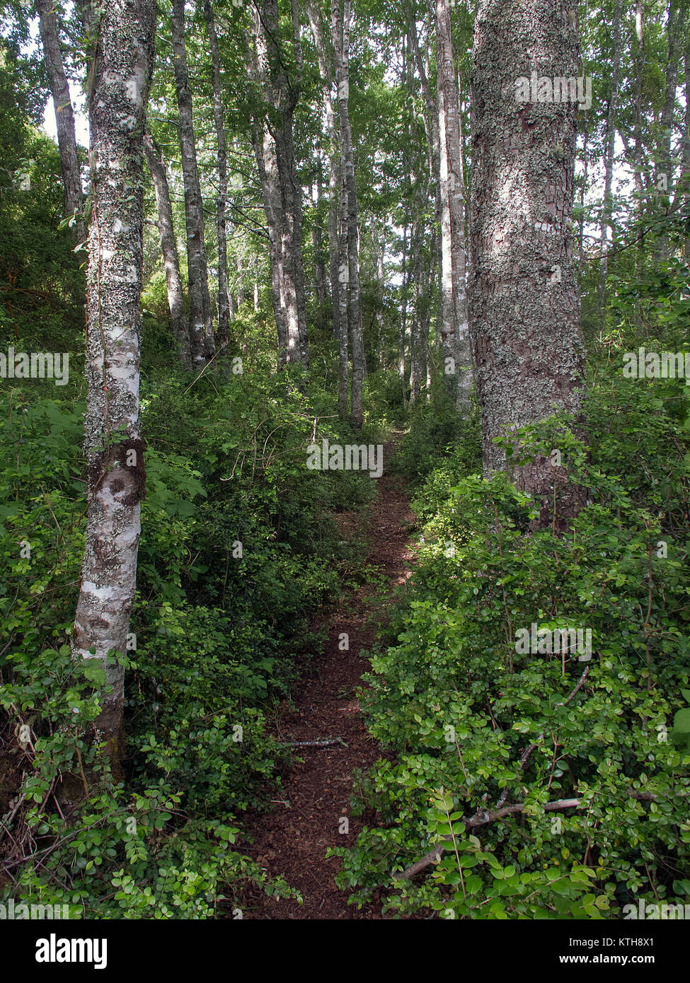 Native trees chile hi-res stock photography and images - Alamy