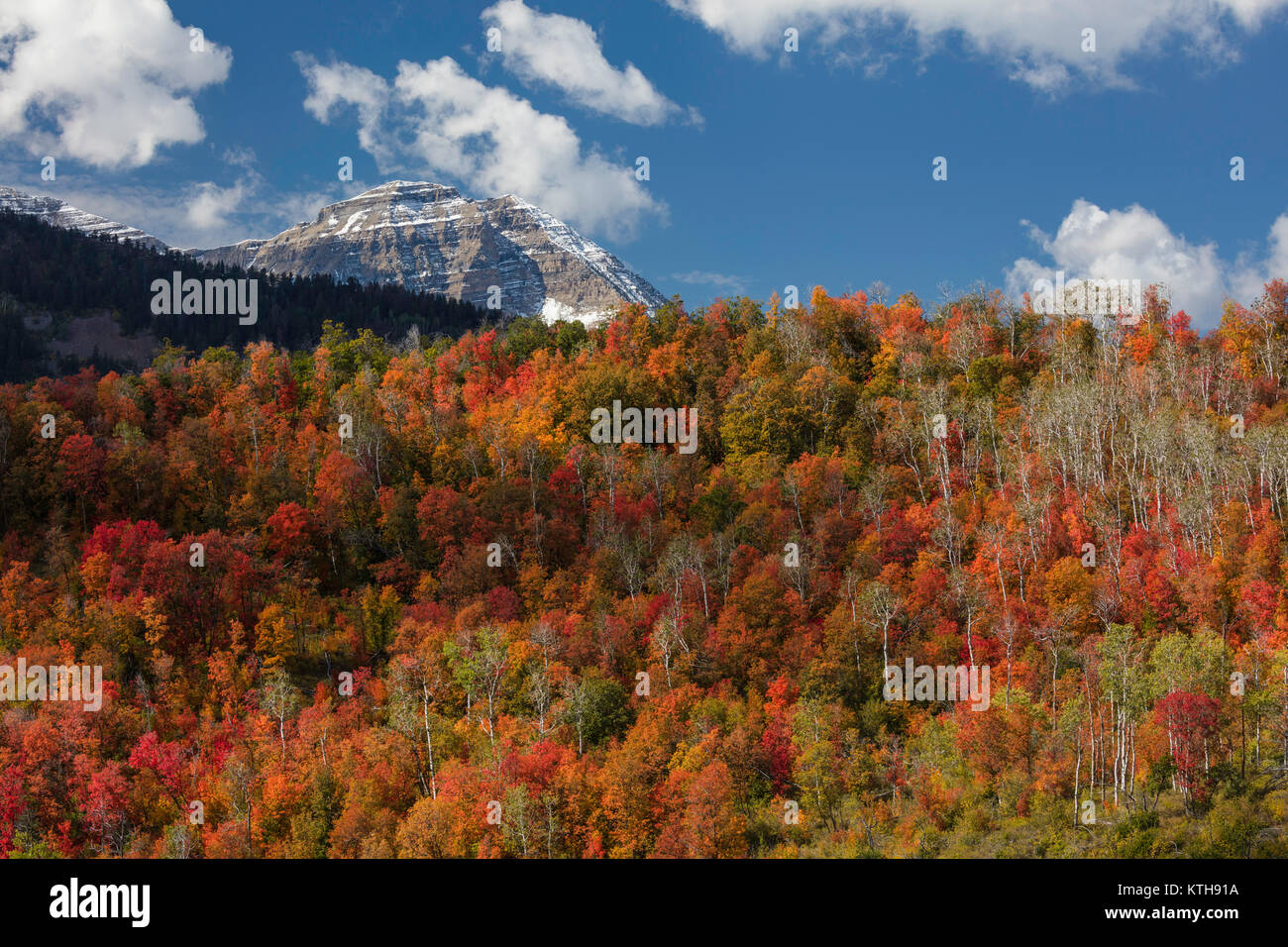 Fall foliage, Mount Timpanogos, Wasatch Mountains, Utah Stock Photo - Alamy