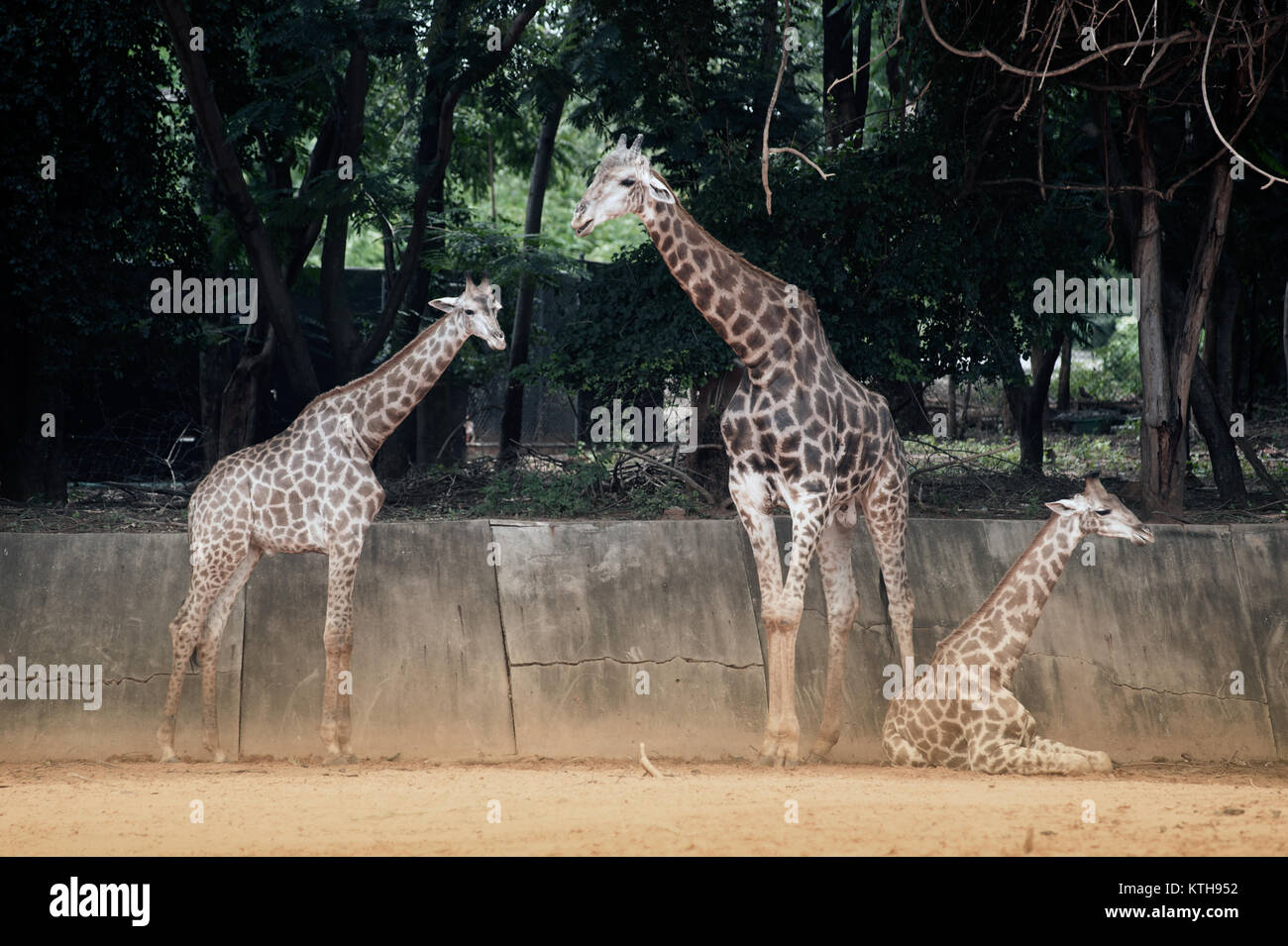 Giraffidae family hi-res stock photography and images - Alamy