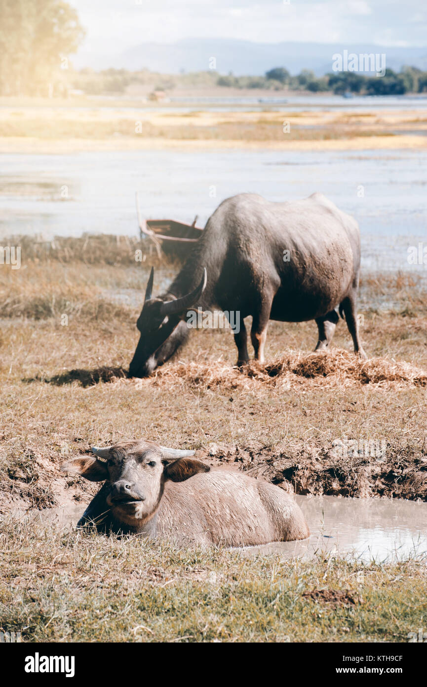Wild water buffalo, male, female hi-res stock photography and images ...