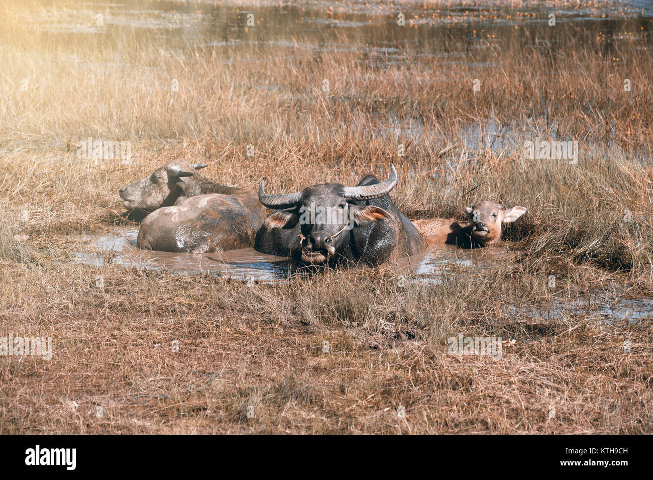 Wild water buffalo, male, female hi-res stock photography and images ...