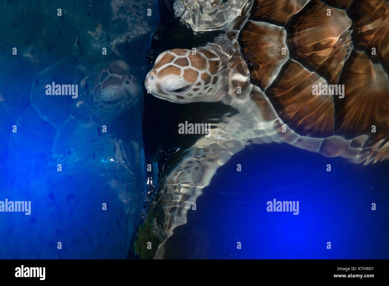 Green turtle swims above in ponds for aquaculture Stock Photo - Alamy