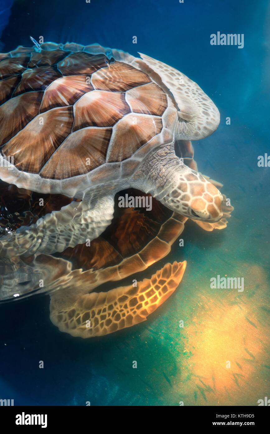 Green turtle swims above in ponds for aquaculture Stock Photo - Alamy