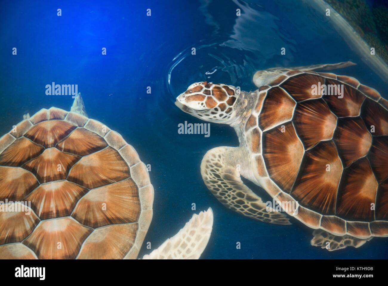 Green turtle swims above in ponds for aquaculture Stock Photo - Alamy
