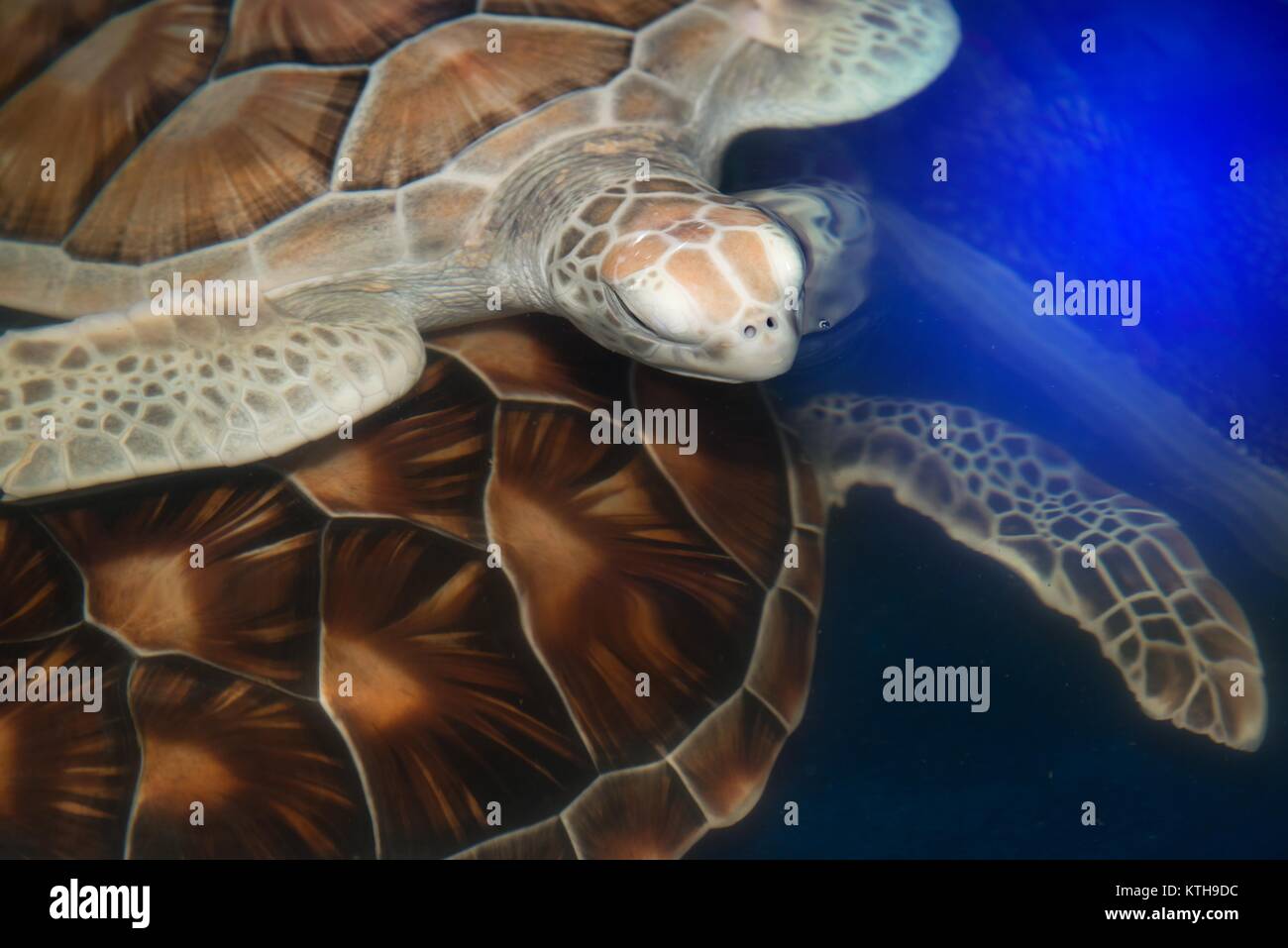 Green turtle swims above in ponds for aquaculture Stock Photo - Alamy