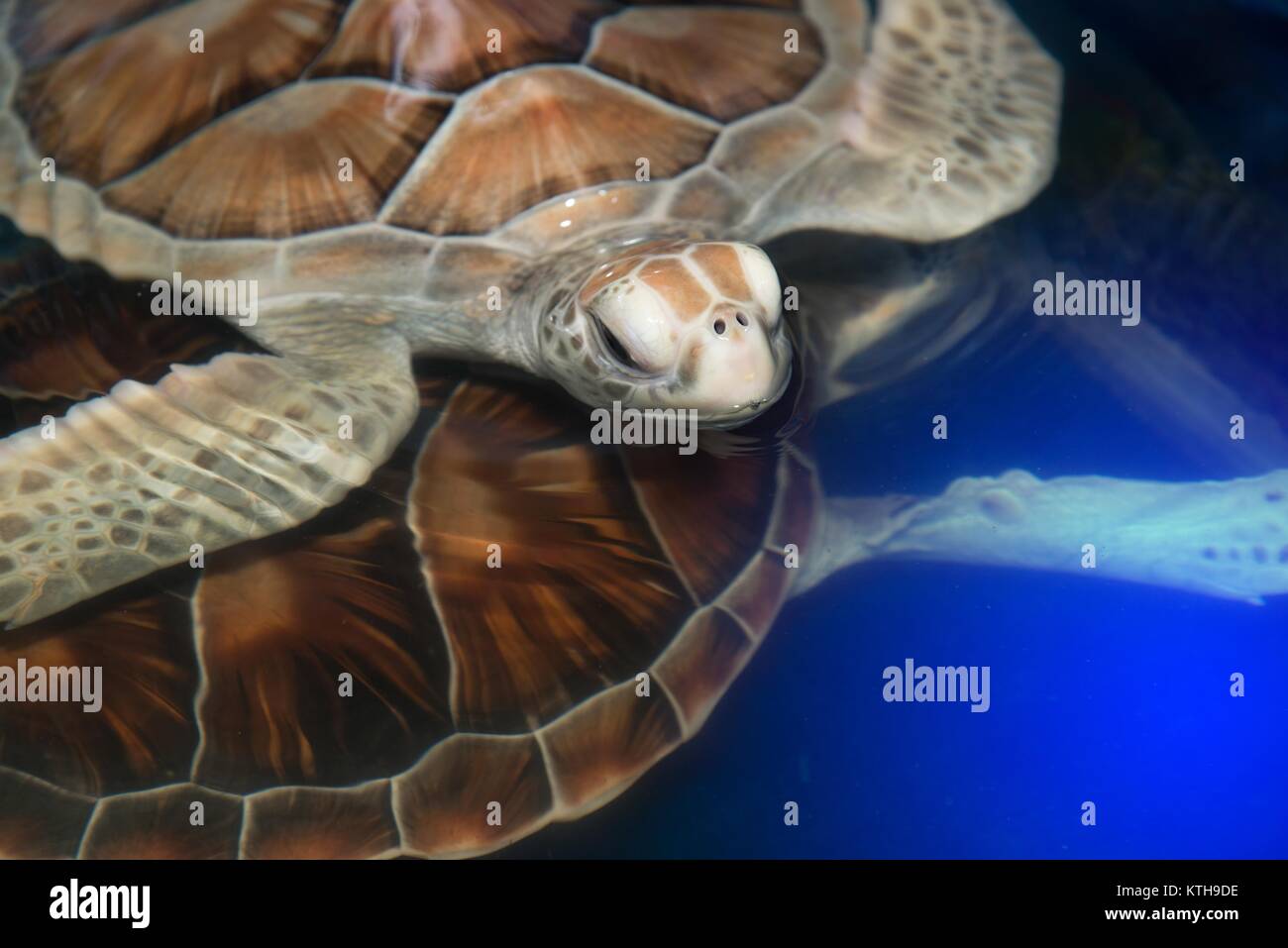 Green turtle swims above in ponds for aquaculture Stock Photo - Alamy