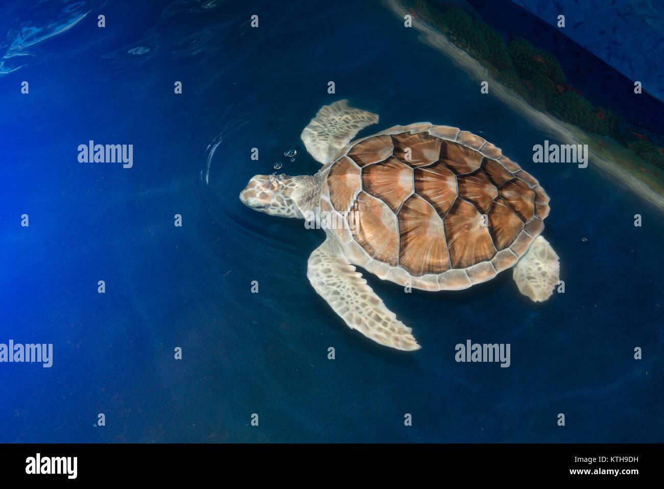 Green turtle swims above in ponds for aquaculture Stock Photo - Alamy