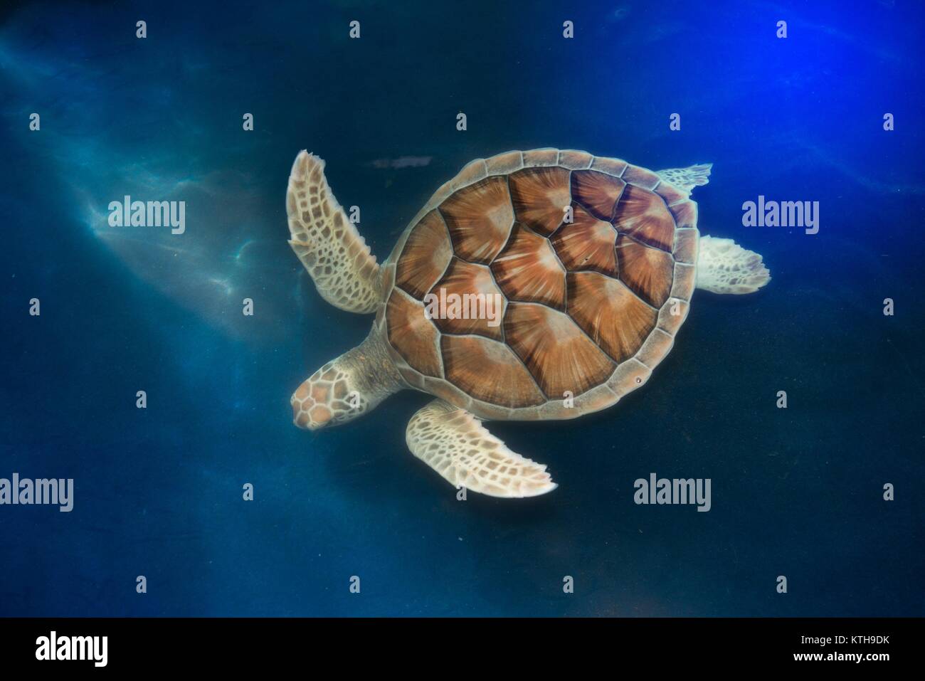Green turtle swims above in ponds for aquaculture Stock Photo - Alamy