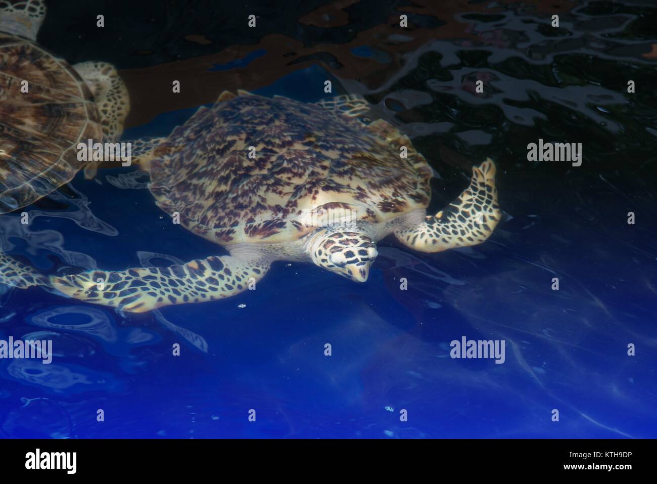 Green turtle swims above in ponds for aquaculture Stock Photo - Alamy