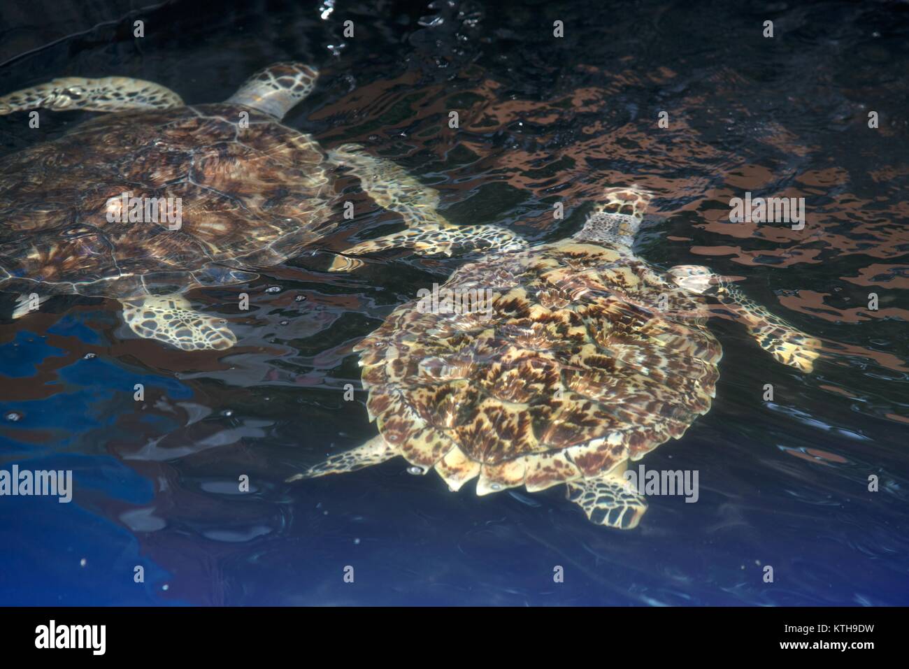 Green turtle swims above in ponds for aquaculture Stock Photo - Alamy