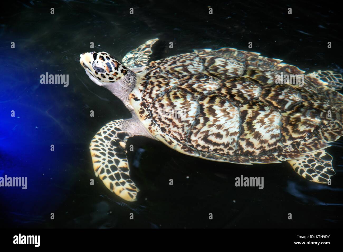 Green turtle swims above in ponds for aquaculture Stock Photo - Alamy