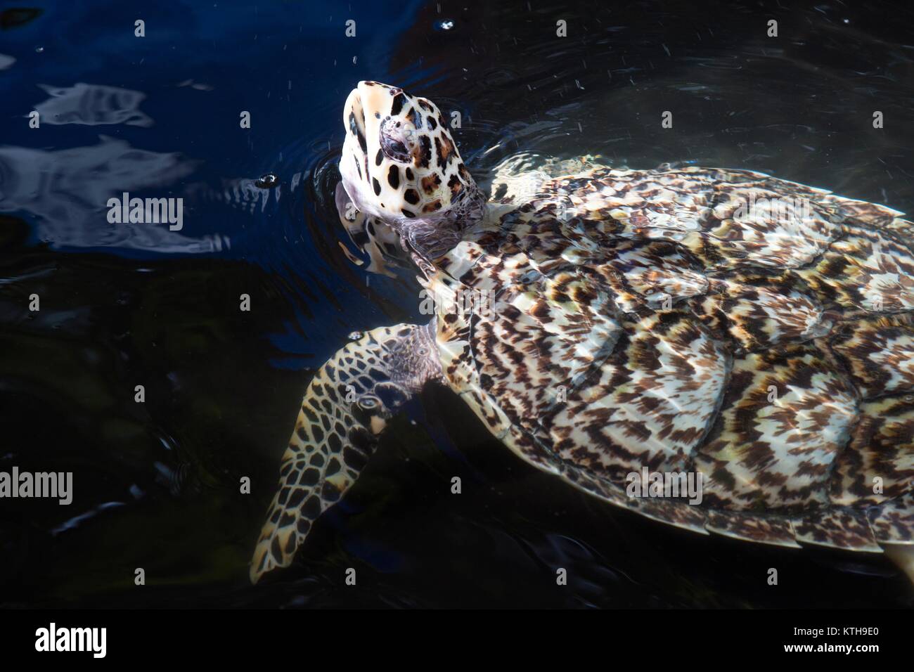 Green turtle swims above in ponds for aquaculture Stock Photo - Alamy