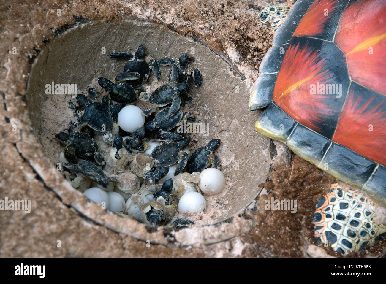 Model made of resin a baby Green sea turtle and eggs in hatching on a ...