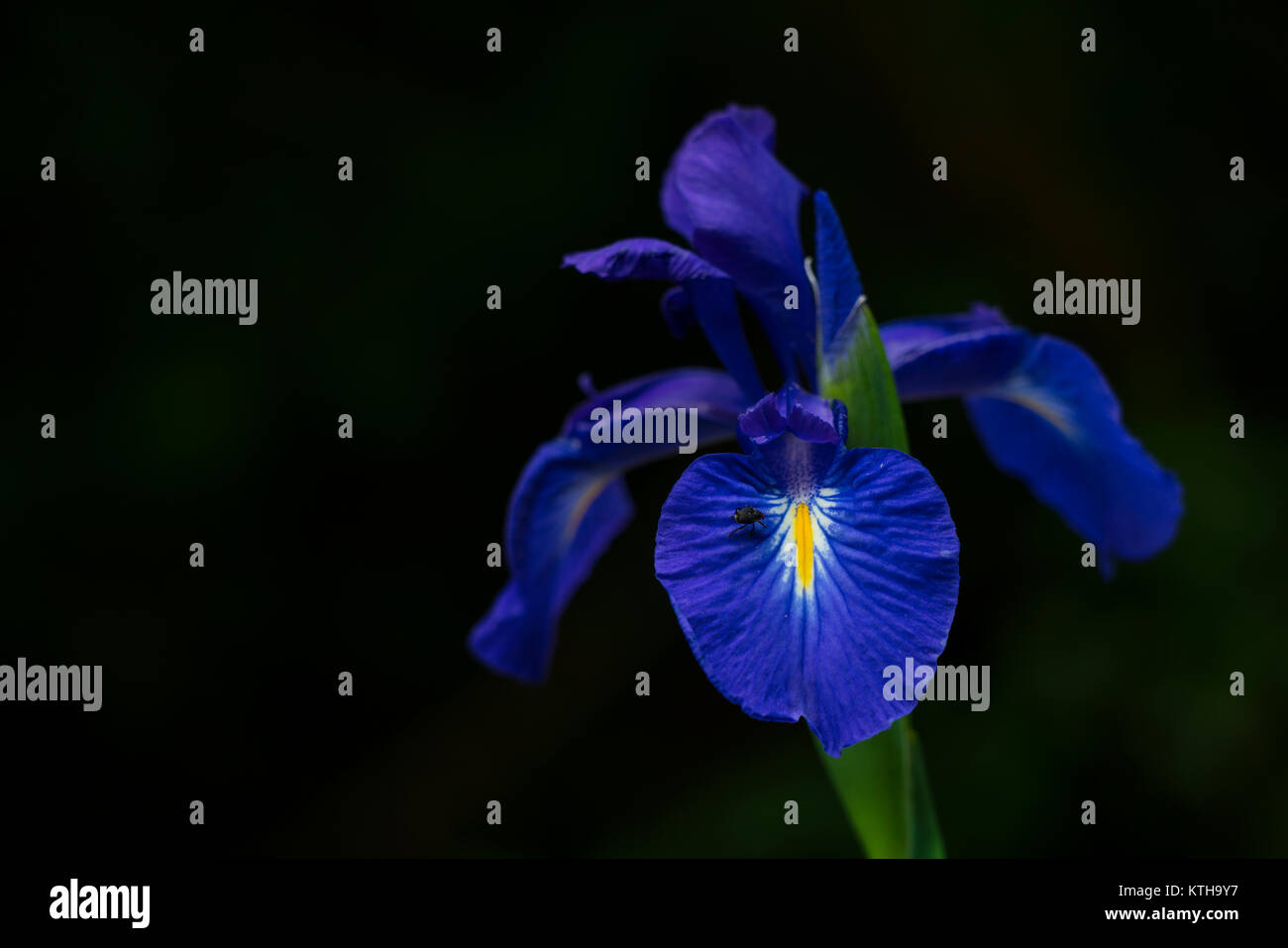 LIRIO AZUL (Iris xiphioides)Ordesa y Monte Perdido National Park ...