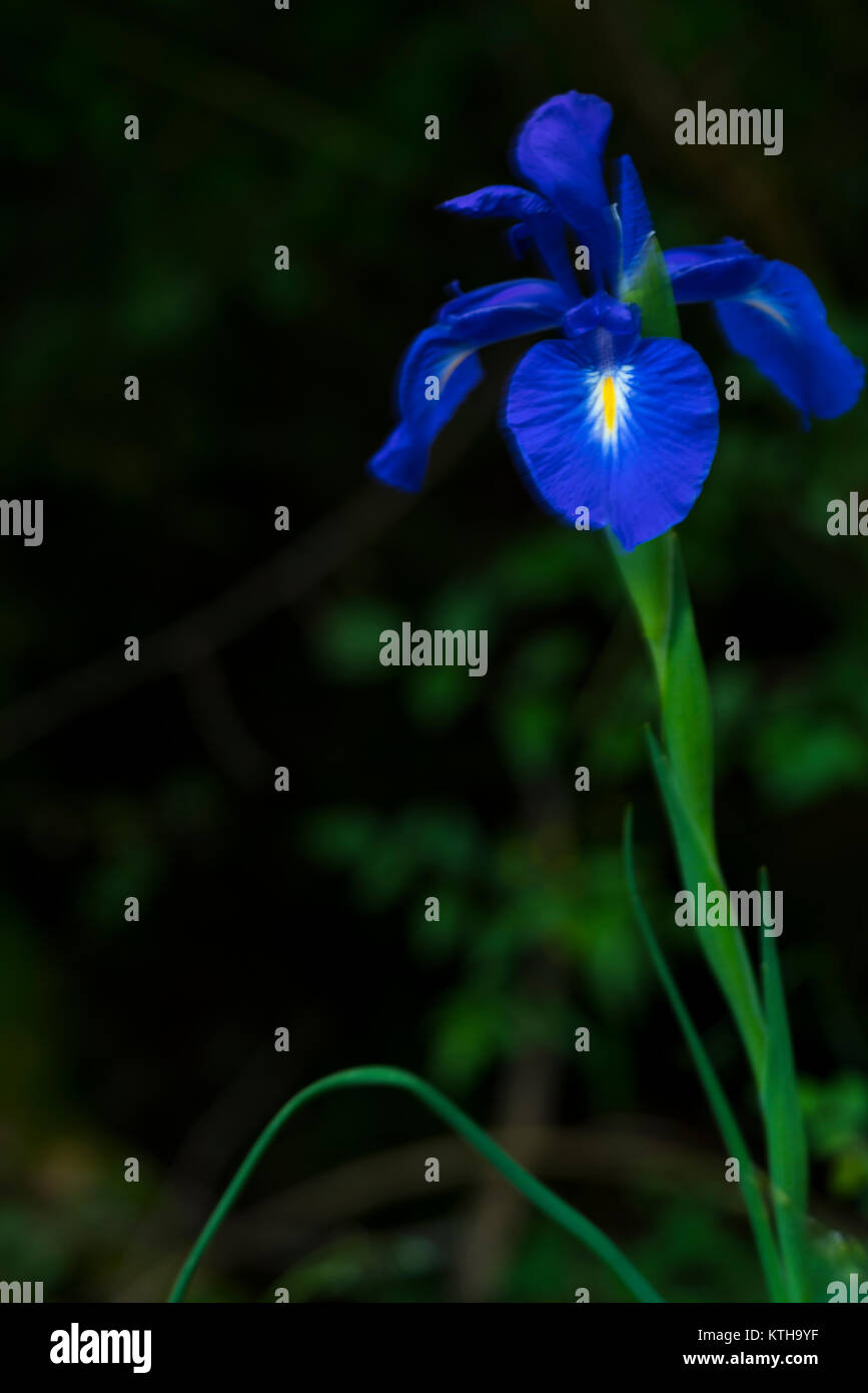 LIRIO AZUL (Iris xiphioides)Ordesa y Monte Perdido National Park ...