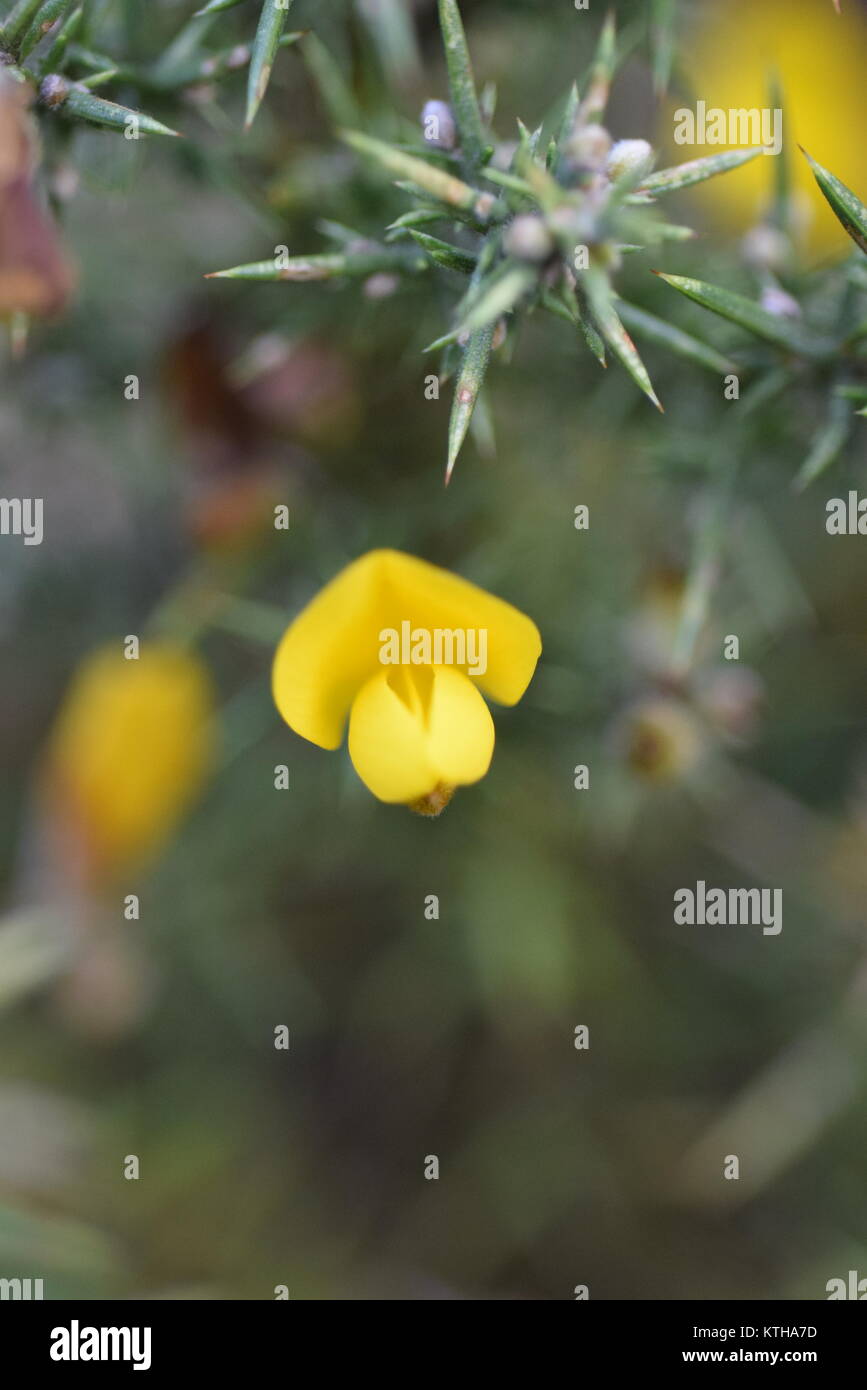 Evergreen shrub winter flowering yellow flowers hi-res stock ...