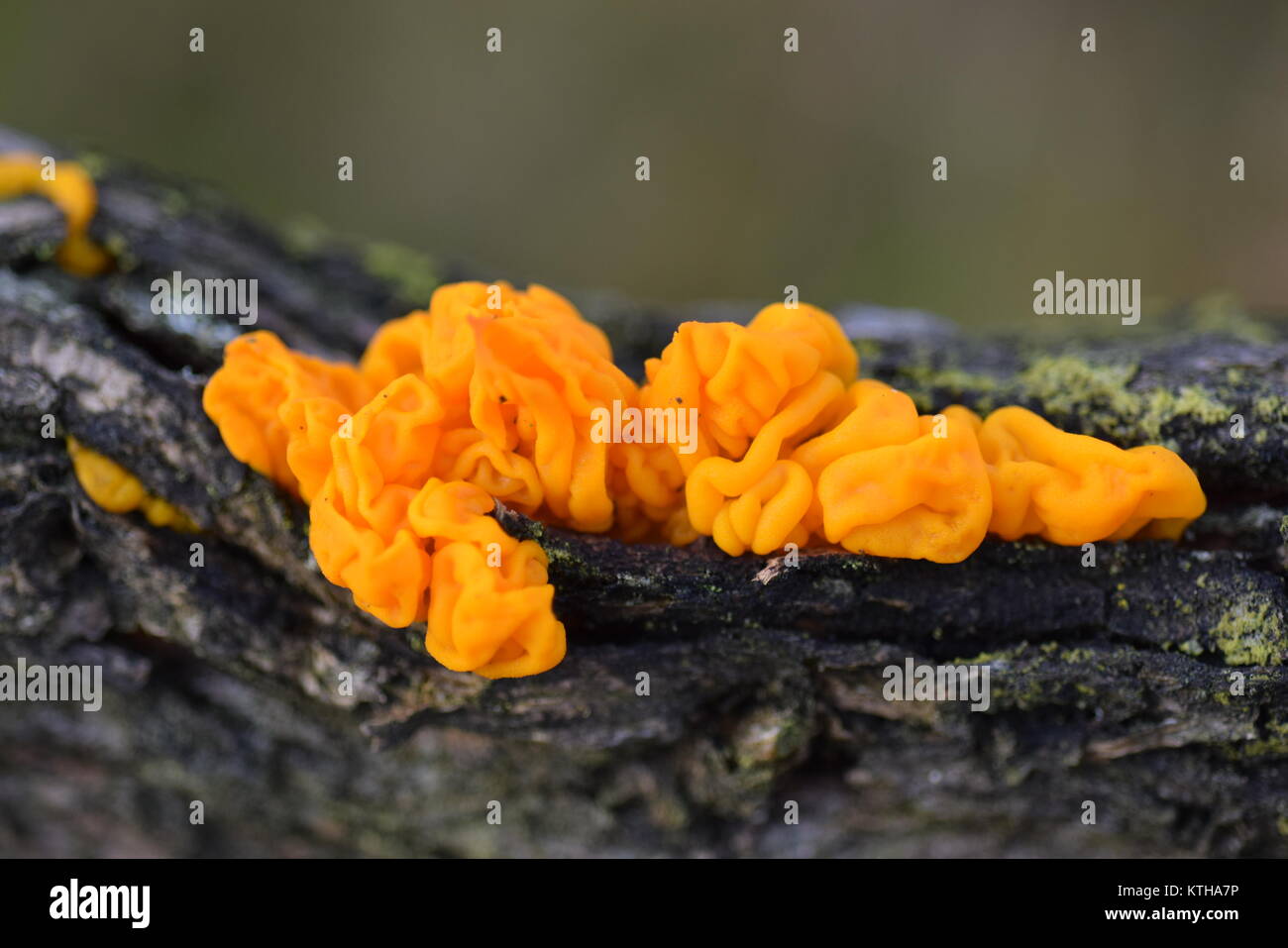 orange brain fungus tremella Stock Photo - Alamy