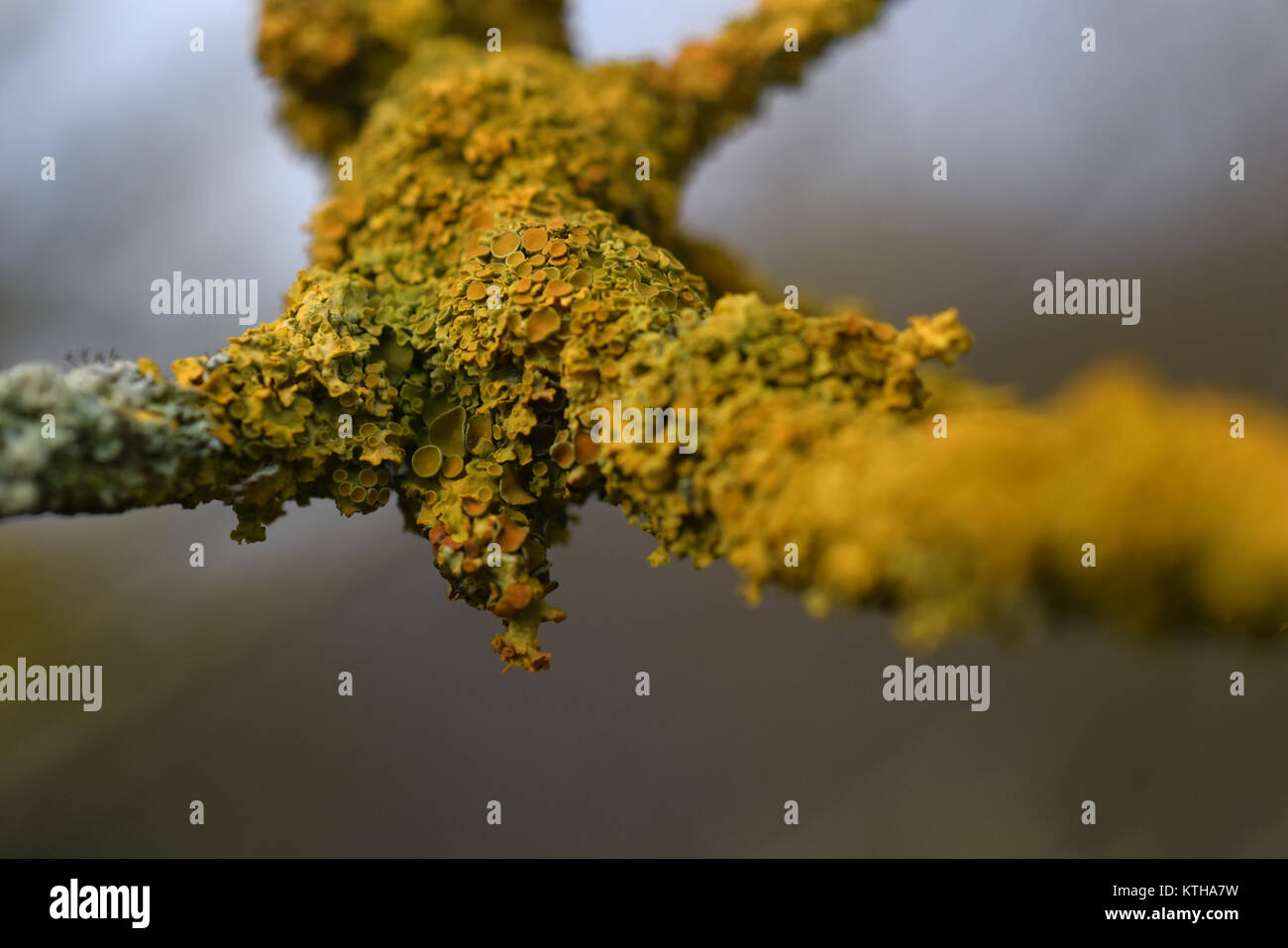 Yellow lichen tree hi-res stock photography and images - Alamy