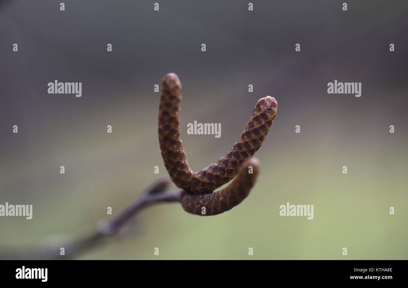 silver birch catkins Stock Photo - Alamy