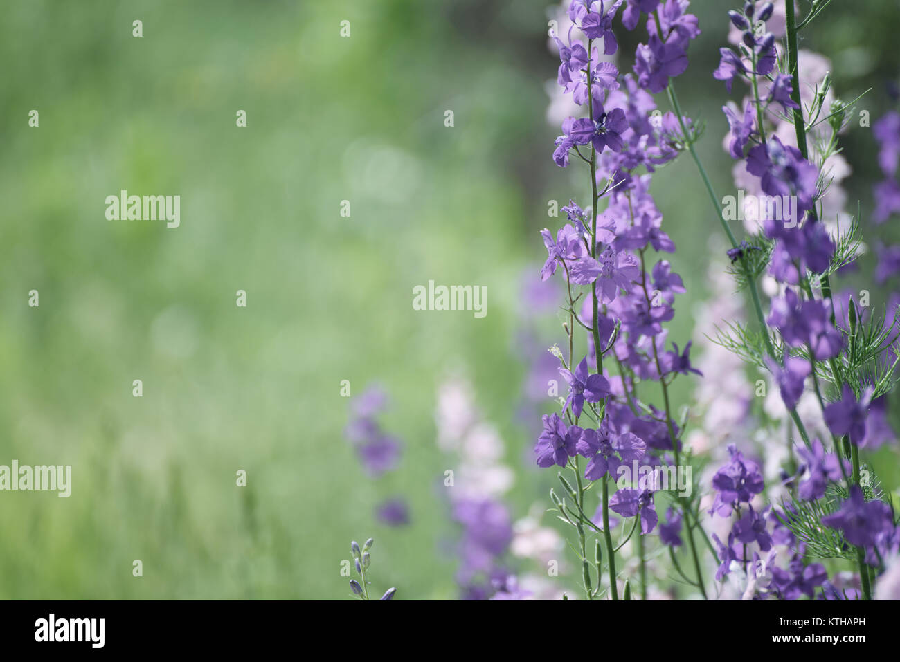 Violet flowers background Stock Photo - Alamy