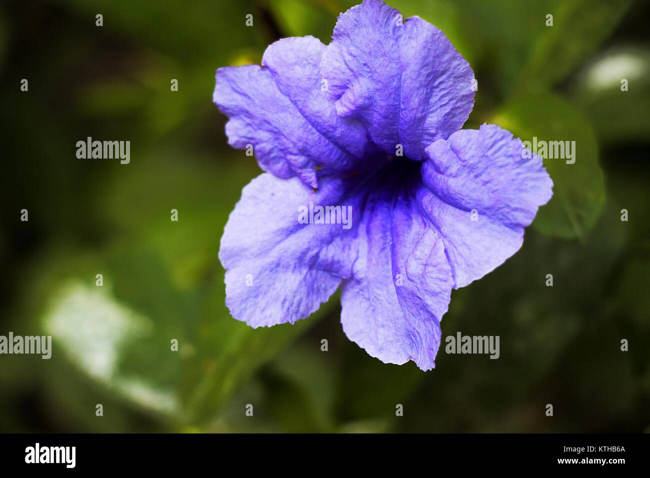 Bangladesh Flower Stock Photos & Bangladesh Flower Stock Images - Alamy